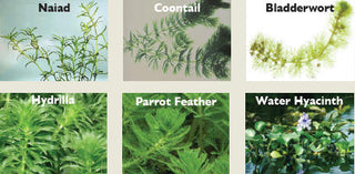 Keep Your Pond Weed & Algae Free - Learn Identification | Scott Aerator